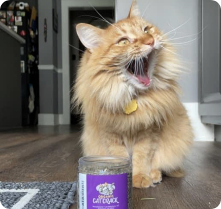 Cat Crack - The Original Catnip! – Cat Crack Catnip
